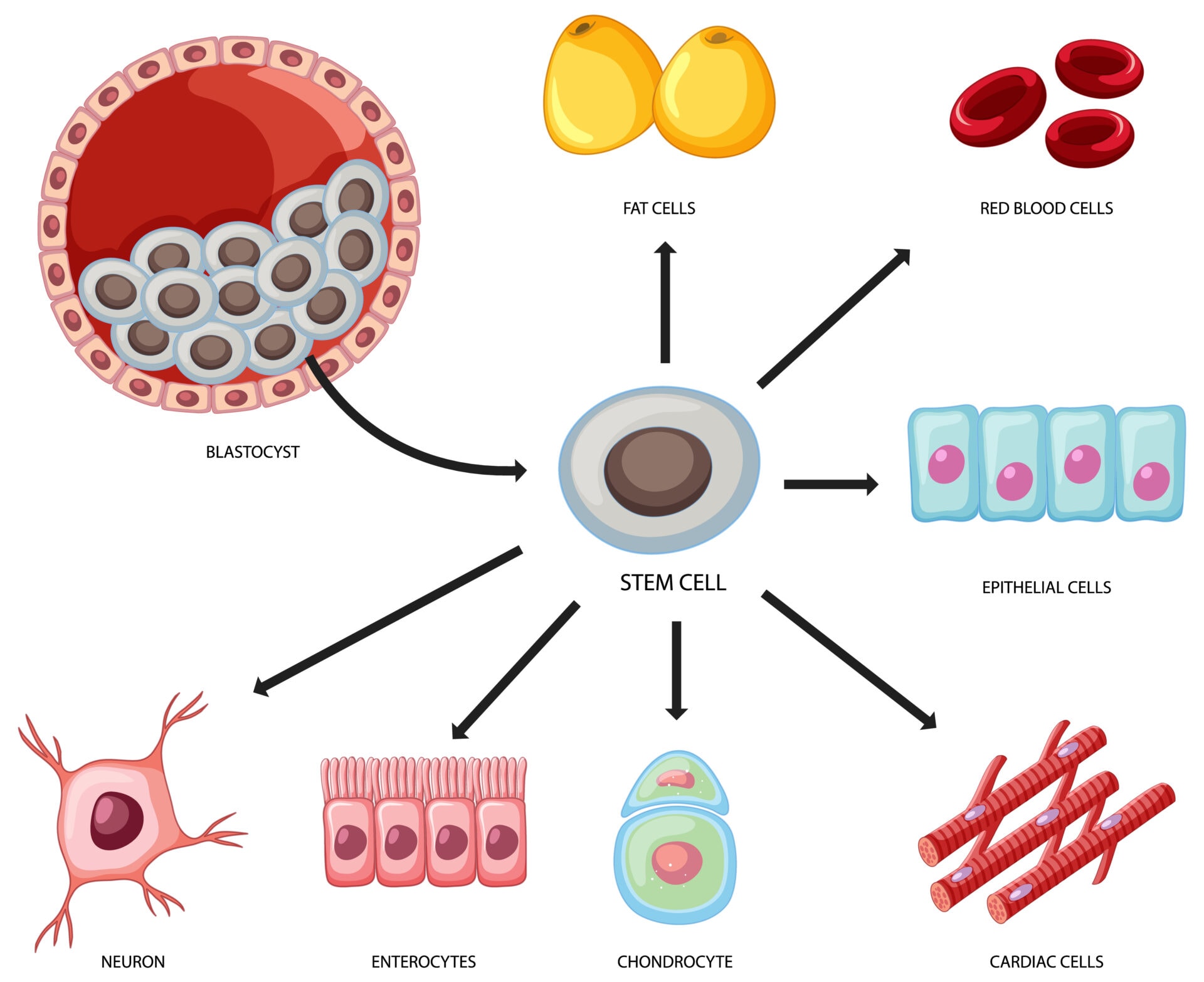 My Stem Cell Banking ฟื้นฟูสุขภาพ และชะลอวัย ด้วยไขมันตัวเอง - Siam ...